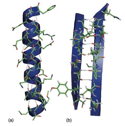 What Is A Beta Helix Structure At Matthew Depriest Blog