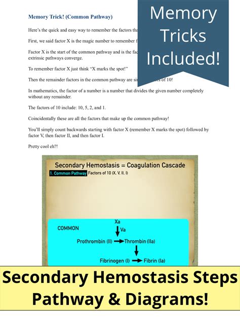 Coagulation Cascade Diagram Simple