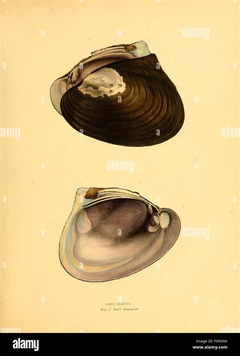 An Illustrated Collection Of Exotic Mollusk Shells Archived In The Harvard University Mcz And