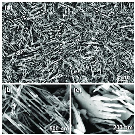 A Overview Sem Image Of Tio 2 Nanostructures Grown On Au Coated Si