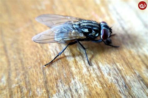 ۱۱ حقیقت عجیب و جالب درباره مگس‌ها که نمی‌دانستید