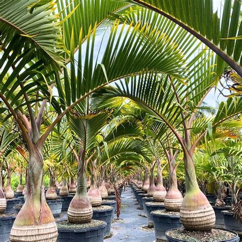 How To Grow And Care For Your Foxtail Palm Tree