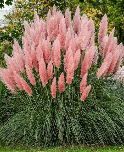 Кортадерия най-романтичната и красива розова трева - Cortaderia pink ...