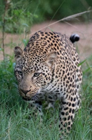 Lepard Print 25 Canvas And More