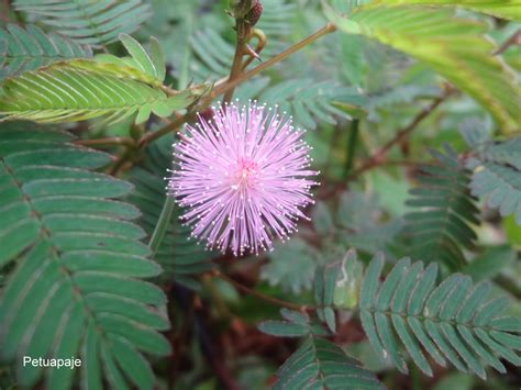 Tumbuhan Herba Semalu