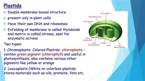 Peroxisomes Structure And Function Ppt