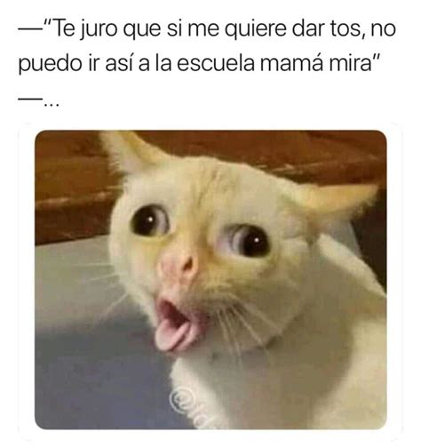Internet Celebra El Día Mundial Del Gato Con Los Mejores Memes