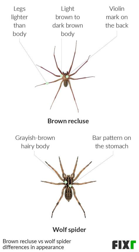 Brown Recluse Web Identification