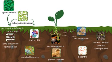 Scheme Of A System Containing Microalgae In Plants Cultivation Download Scientific Diagram