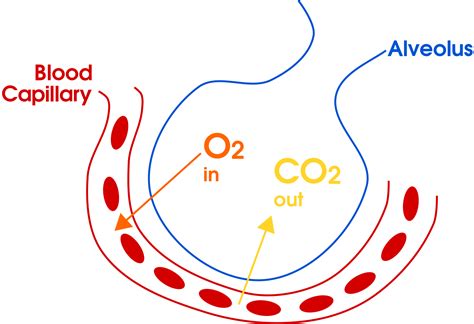 Seven General Functions Of The Respiratory System Moosmosis