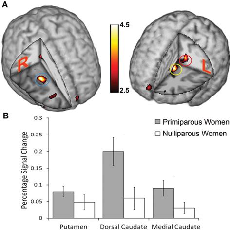Schematic Overview Of The Olfactory Presentation Protocol For The Download Scientific Diagram