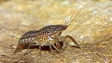 Mysterious Crayfish Grows Offspring From Ovaries Science Aaas