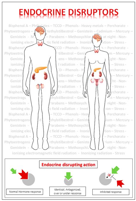 Endocrine Hormones
