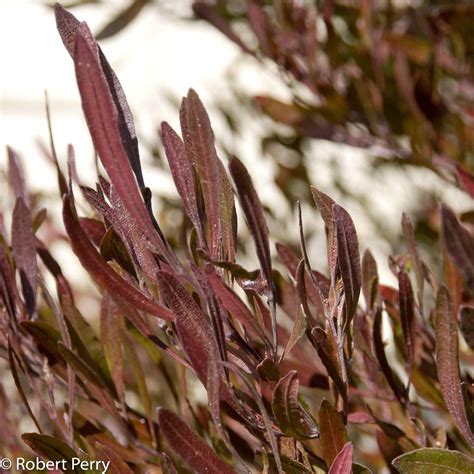 Purple Hopseed Bush Waterwise Garden Planner