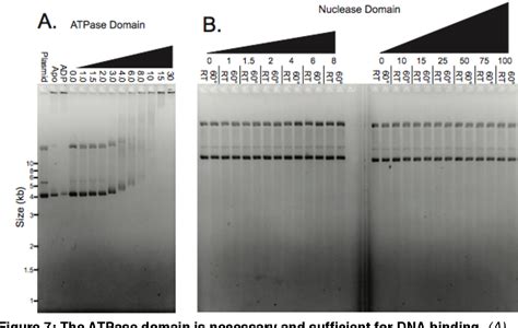 Figure 7 From The Large Terminase Dna Packaging Motor Grips Dna With