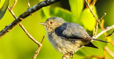 Figuinha Do Mangue Biofaces Bring Nature Closer