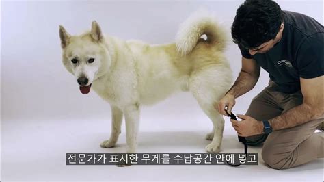 오르토카니스 반려견의 근육 강화를 위한 웨이트 Youtube