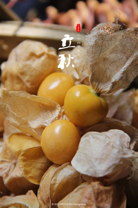 立秋是二十四节气中第十三个节气秋季的第一个节气 虽然立秋带了一个秋字但是并不代表酷热天气就此结束立秋还处在暑热时段尚未出暑