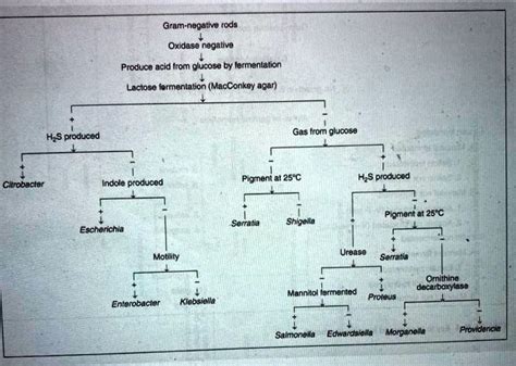 Solved Gram Negative Rods Oxidase Negative Produces Acid From Glucose