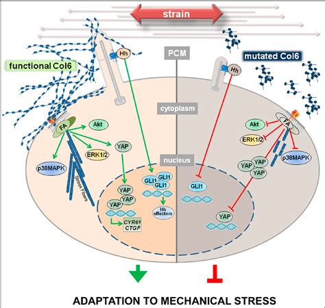 Figure 1 From Collagen Vi Deficiency Impairs Tendon Fibroblasts