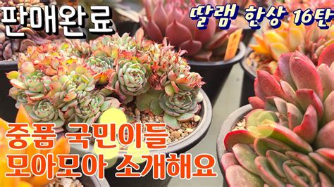 1월23일 분채배송🟡딸램한상차림16탄~사이즈 좋은 중품 국민이들 모아모아 01048583904 다육이 다육식물 특가다육 多肉植物 Youtube