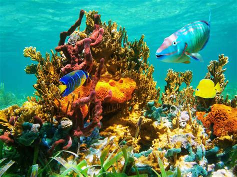 65 Unmissable Things To Do In The Bahamas Narcisa Rusu