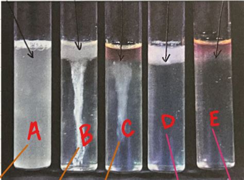 Lab Test 2 Flashcards Quizlet