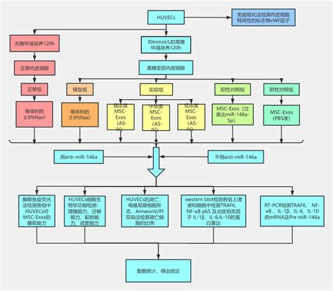 外泌体细胞实验流程图1 流程图模板 Processon思维导图、流程图