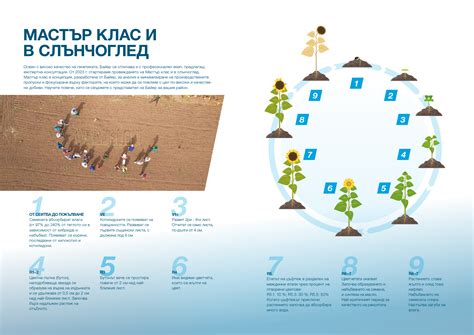 Слънчоглед Dekalb