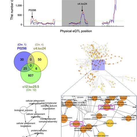 Expression Quantitative Trait Loci Hotspot Size Significance Profile Download Scientific