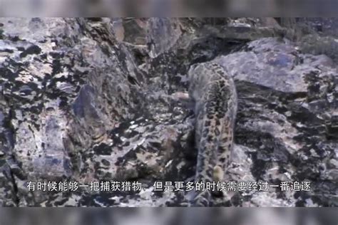 雪豹的真实战斗力有多强？能打赢三头藏獒吗？战斗力雪豹藏獒