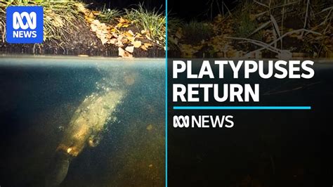Platypus Returned To Sydneys Royal National Park Abc News