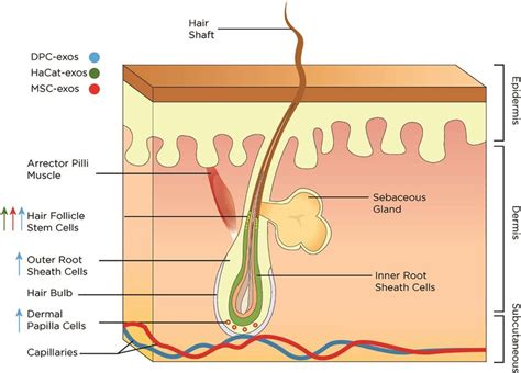 The Effects Of Exosomes On Hair Follicles Exosomes Promote