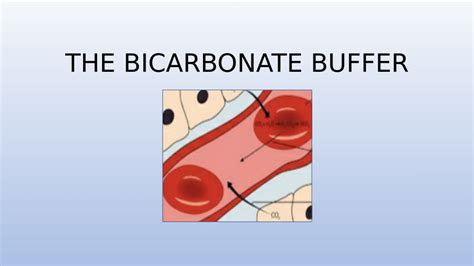 PDF THE BICARBONATE BUFFER