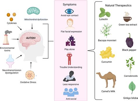 The Figure Shows The Potential Risk Factor Associated With Asd Such As