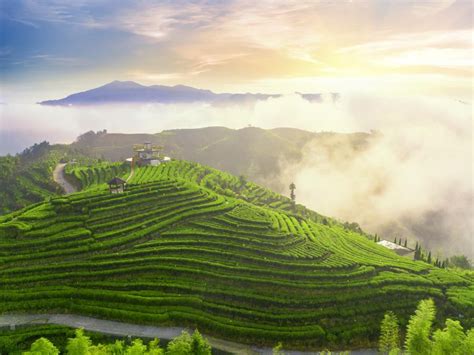 每日一景丨宁德柘荣：春茶抽新采摘忙，茶韵飘香话振兴