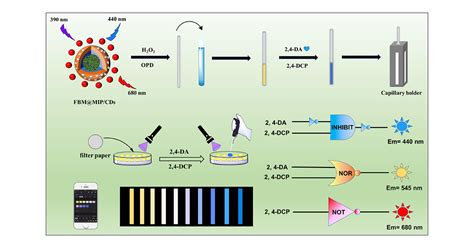 Integrating Intelligent Logic Gate Dual Nanozyme Cascade Fluorescence Capillary Imprinted