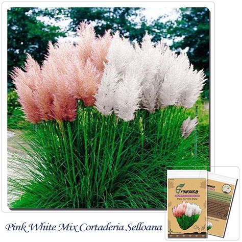 Grass Seeds 500 Impressive Pampas Grass Pink White Mix Seeds Cortaderia Selloana Seeds Garden