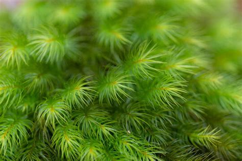 ヒノキゴケの写真素材 133件の無料イラスト画像 Adobe Stock