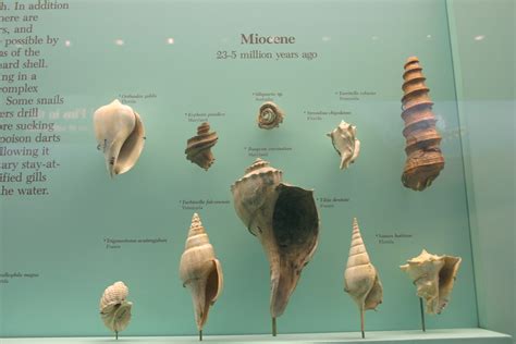Shell Fossils Identification