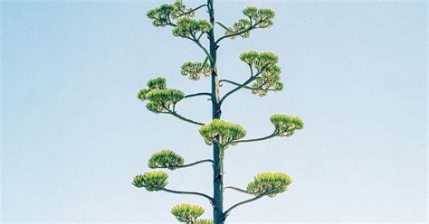 Gemini Code Assist To Create Apis Integrations And Automation Flows In Public Preview Infoq