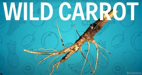 What Fruits And Vegetables Looked Like Before We Domesticated Them