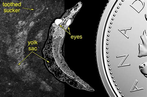 Fossilized Fish Larvae Discovery Challenges Long Accepted Theory Of Fossilized Fish Larvae Discovery Challenges Long Accepted Theory Of