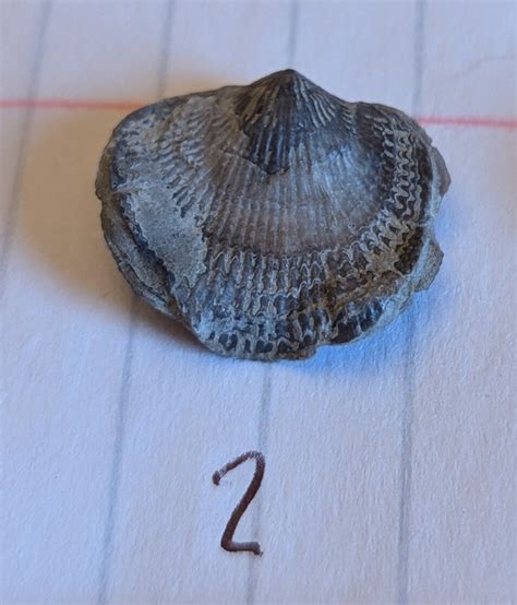 Brachiopod Identification Fossil Id The Fossil Forum