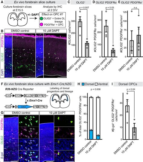Notch Signaling Plays A Dual Role In Regulating The Neuron To Oligodendrocyte Switch In The