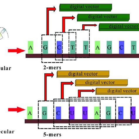 The K Mer Algorithm For Sequence Feature Extraction Download