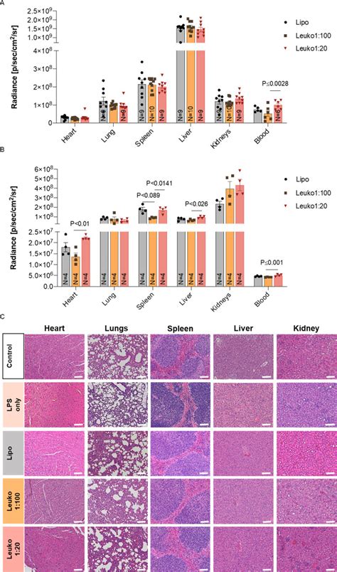 Enhancing Inflammation Targeting Using Tunable Leukocyte Based