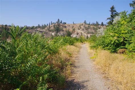 Biological Control Of Tree Of Heaven CABI Org