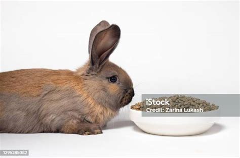 갈색 토끼는 복합 사료 접시 근처에 앉아 있다 토끼를 위한 균형 잡힌 다이어트 음식 텍스트 복사 공간을 위한 장소가 있는 흰색 배경에 있습니다 가축에 대한 스톡 사진 및