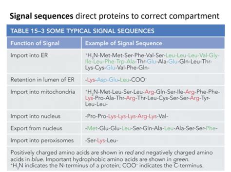 Cell Bio Module 2 Protein Trafficking In The Er Nucleus And Golgi